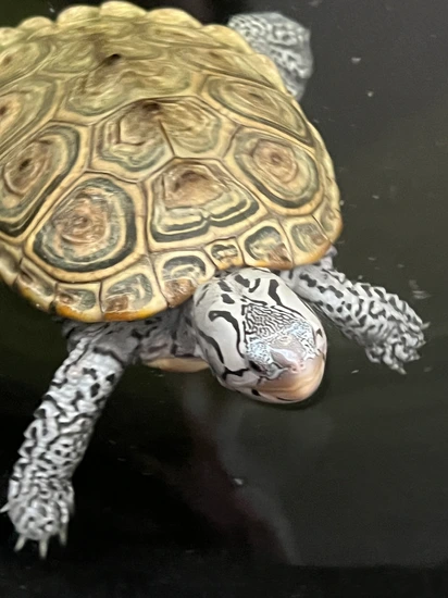 White Concentric Diamondback Terrapin by Terrapin Park