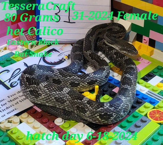 Houston, Eastern Black Rat Snake, Het Calico Eastern Rat Snake by ...