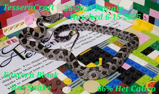 NO RESERVE! Houston, Eastern Black Rat Snake Eastern Rat Snake by ...