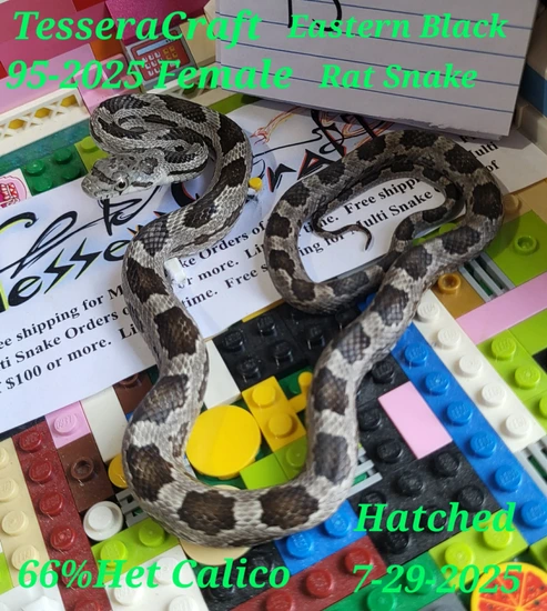 Video Ad, Houston, Eastern Black Rat Snake 66%het Calico Eastern Rat ...