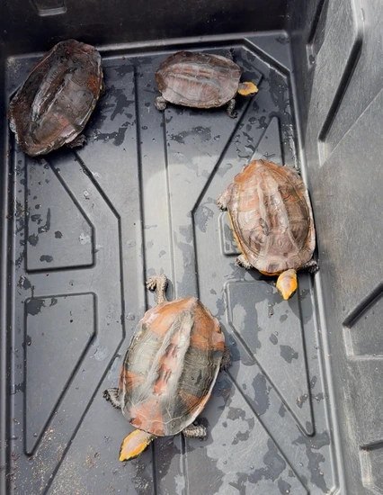 1.3 Twist Neck Turtles More Turtle by Texas State Tortoises