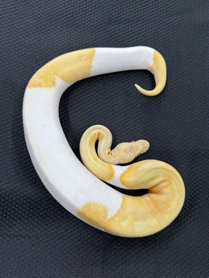 Albino Piebald Ball Python by TLForrest Reptiles