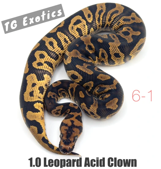 Leopard Acid Clown Ball Python by TGExotics
