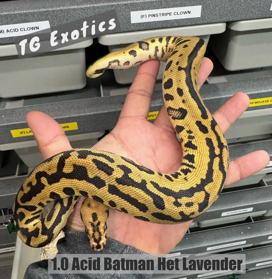 Acid Leopard Spotnose Clown Het Lavender Albino Ball Python by TGExotics