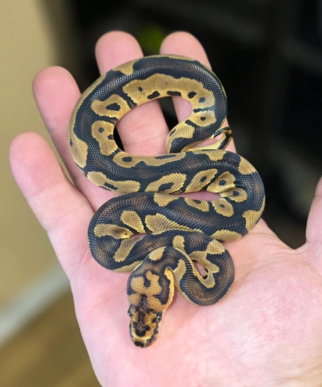 YB Spotnose Clown Ball Python by The Ball Family