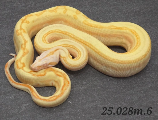 Sharp Albino Labyrinth Poss Het Blood Boa Constrictor by Boaphile Jeff ...