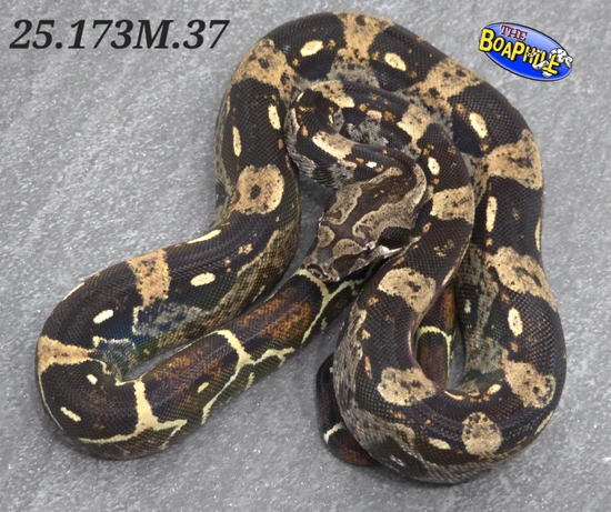 IMG DH Sharp Snow Boa Constrictor by Boaphile Jeff Ronne