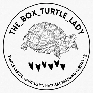 The Box Turtle Lady - MorphMarket