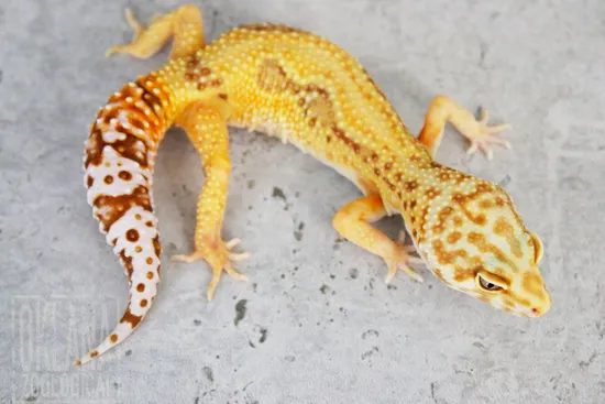 Magma Line Rainwater Ph Eclipse -- RTB Adult Female Leopard Gecko by ...