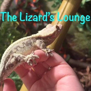 The Lizard Lounge - MorphMarket