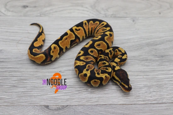 Orange Dream Yellow Belly Lace Ball Python by The Noodle Group