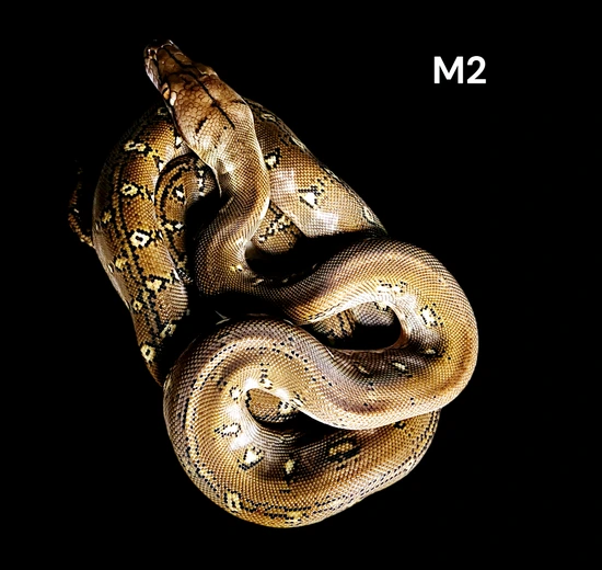 Kalaotoa Phantom Graniteback From Calico Blood Reticulated Python by ...