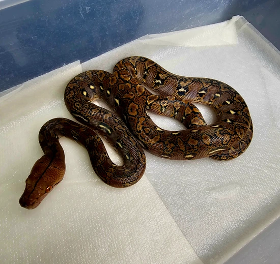 Kalaotoa Granitback From Calico Blood Reticulated Python by Hell Creek ...