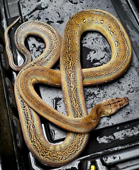 Kalaotoa Golden Child Phantom Marble Reticulated Python by Hell Creek ...