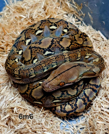 Kalaotoa Citron 100% Het Mocha Or Purple Reticulated Python by Hell ...