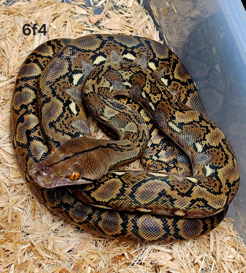 Kalaotoa Citron 100% Het Mocha Or Purple Reticulated Python by Hell ...