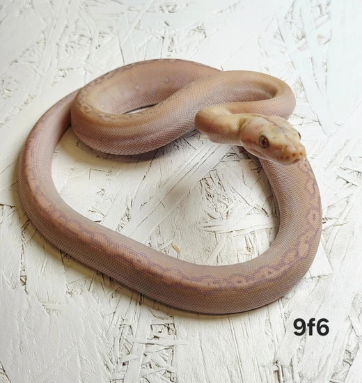 Kalaotoa Purple Snow Golden Child Reticulated Python by Hell Creek Reptiles