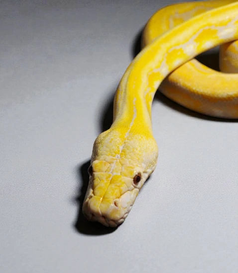 Adult Female Lavender Tiger Reticulated Python by Hell Creek Reptiles