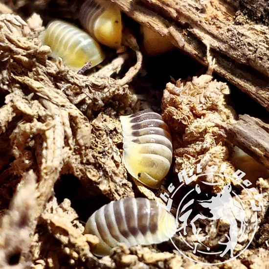Cubaris Jupiter - 6ct Isopod by The Art of Darts Ltd