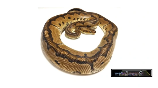 Motley Clown Ball Python by tHEbALLfACTORY