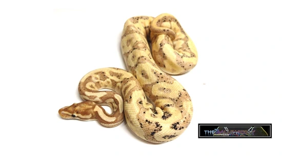 Banana Leopard YB Ball Python by tHEbALLfACTORY