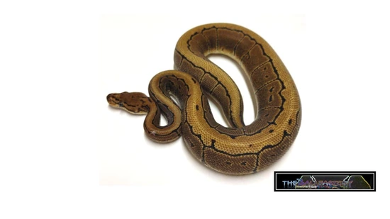 Spotnose Pin Ball Python by tHEbALLfACTORY