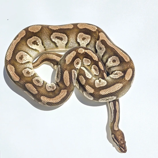 Mocha - Mojave Orange Dream Het Axantic VPI Ball Python by Kenzie’s Noods