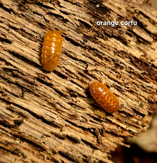 Armadillidium Frontetriangulum Orange Corfu Isopod by The Botanical ...