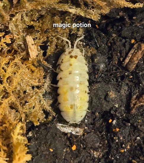 Magic Potion (U.s.) Isopod by The Botanical Collective