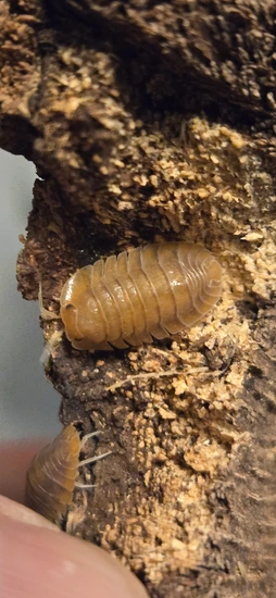 Troglodillio Sp Sunset Isopod by The Botanical Collective