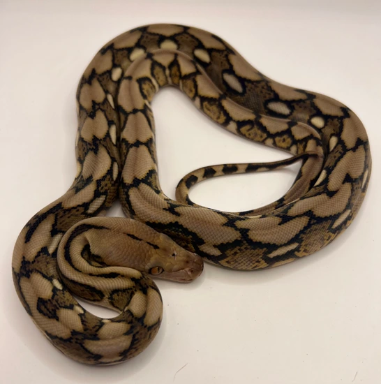 Super Dwarf Suntiger Reticulated Python by The Breeding Laboratory