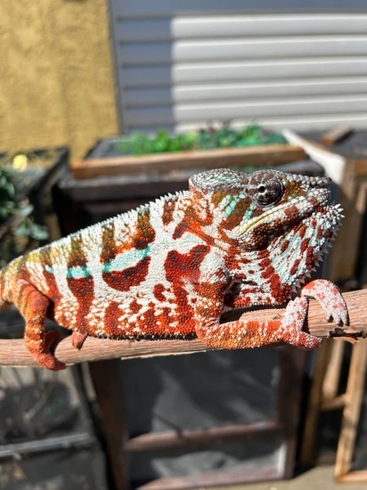 Cap Est Panther Chameleon by The Chameleon Hub