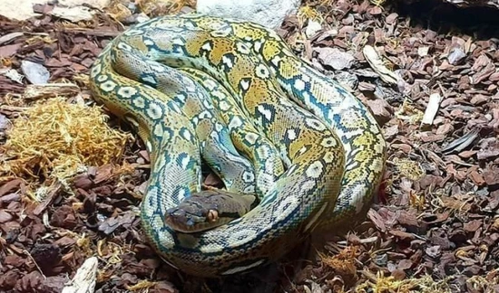 Aztec Possible Het Genetic Stripe 25% Borneo Reticulated Python by The ...