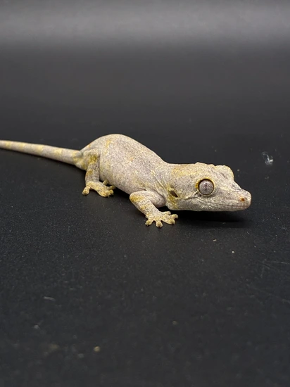 Gargoyle Gecko by The Creature Room