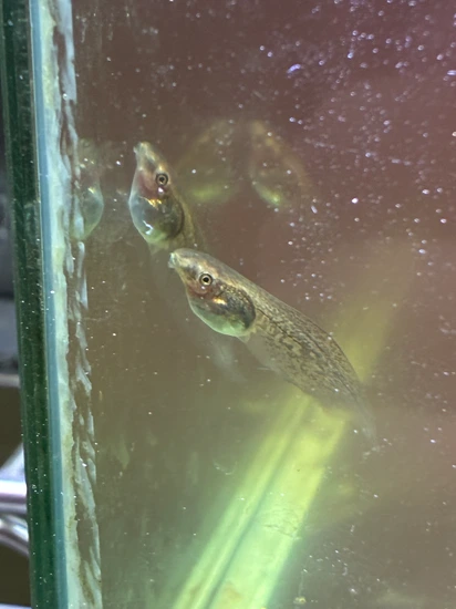 Coming Soon!! Red-Eyed Tree Frogs by The Creature Room