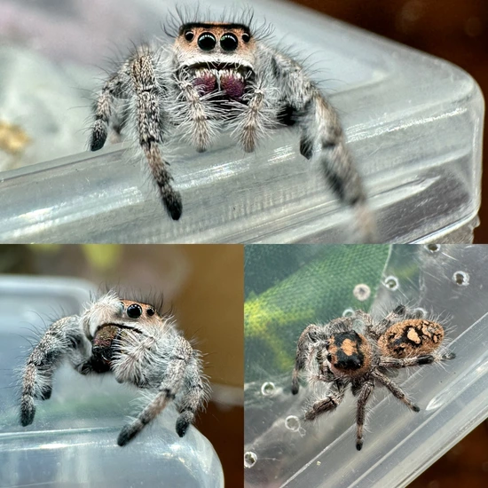 Female Phidippus Regius Jumping Spider by The Critter Carnival