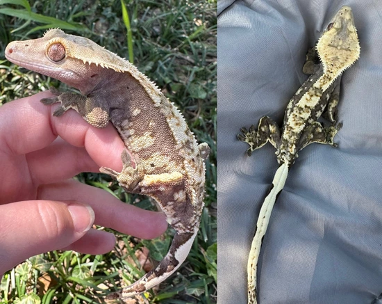 Drippy Harlequin Crested Gecko by The Critter Carnival