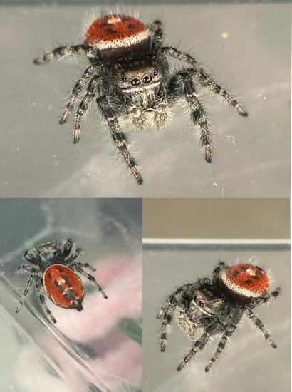 Phidippus Adumbratus Jumping Spider by The Critter Carnival