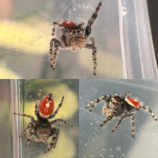 Phidippus Adumbratus Jumping Spider by The Critter Carnival