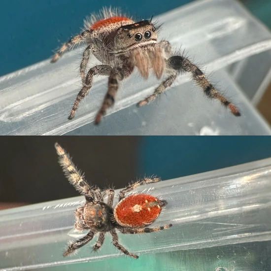 Phidippus Adumbratus Jumping Spider by The Critter Carnival