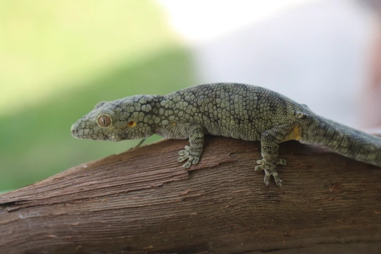 Vieillardi Female Chameleon Gecko by The Derpy Dragon