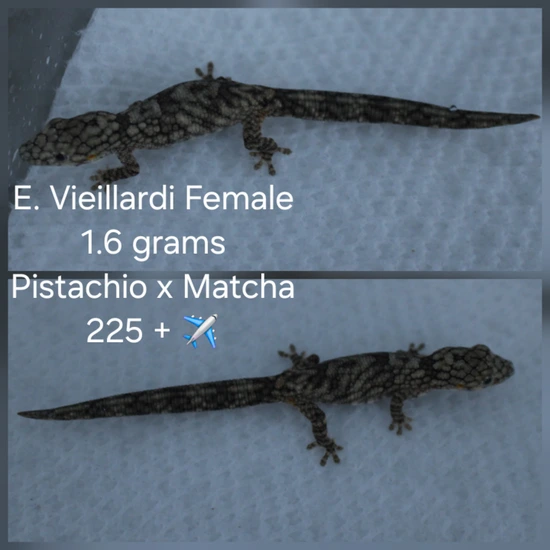 E. Vieillardi Chameleon Gecko by The Derpy Dragon
