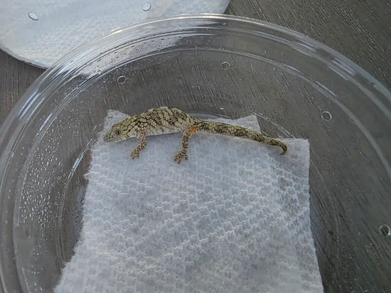 Vieillardi Male Chameleon Gecko by The Derpy Dragon