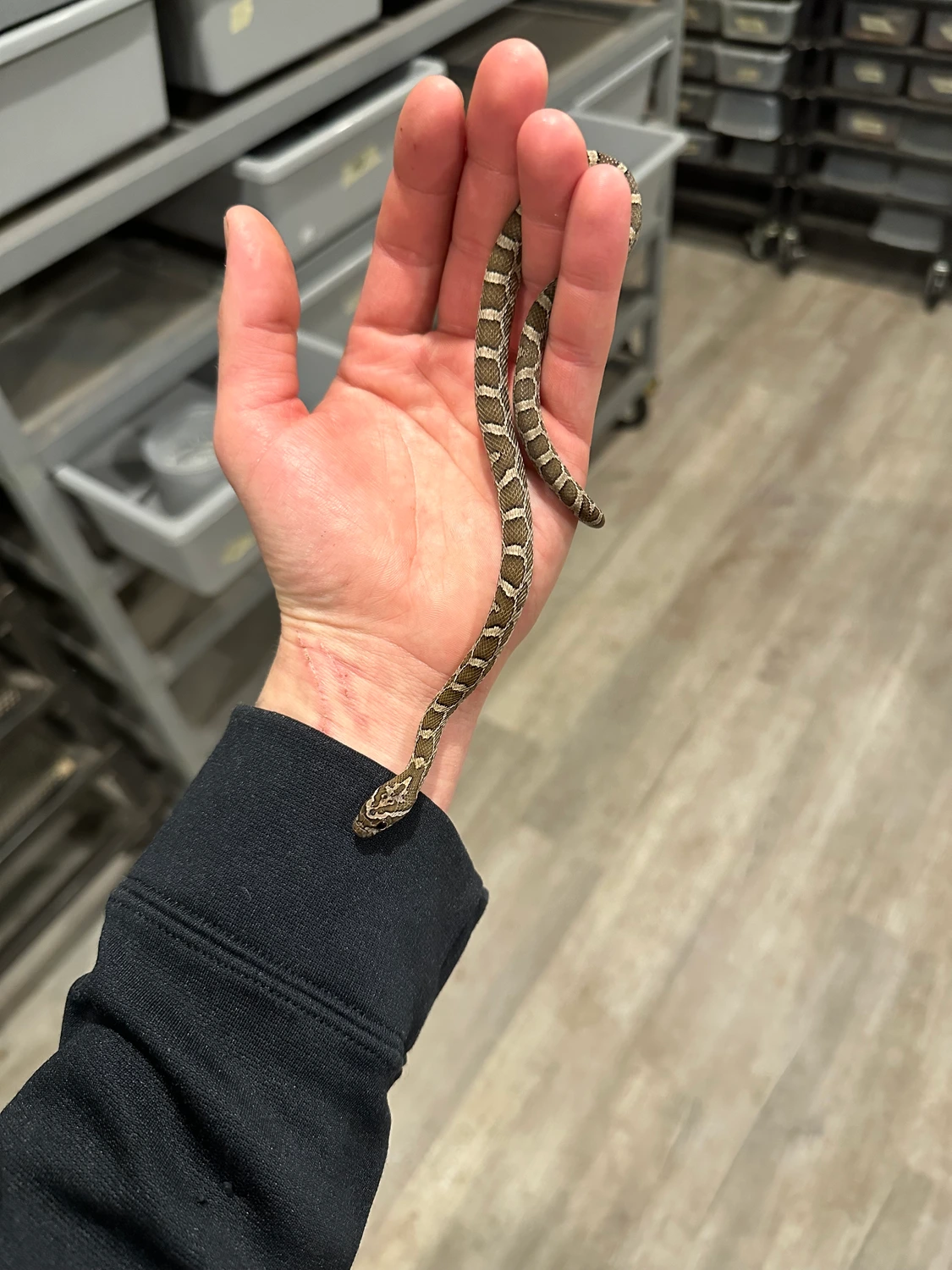 The Exotic Empire's Collection - MorphMarket