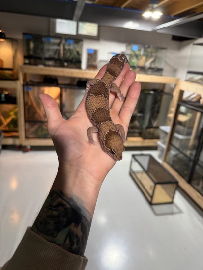 Het Oreo Zulu Poss Caramel African Fat-Tailed Gecko by The Exotic Empire