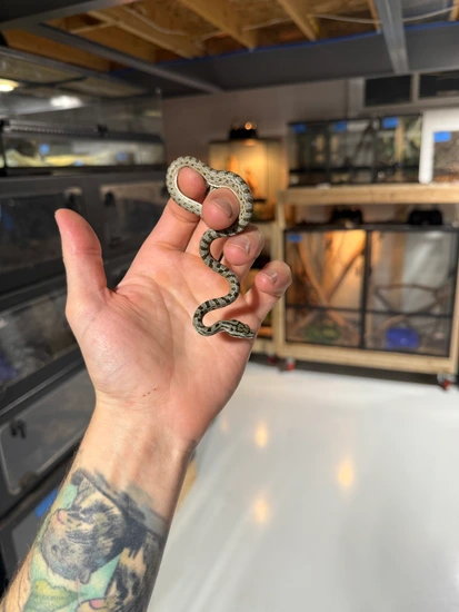 Rein Rat Snakes Other Rat Snake by The Exotic Empire