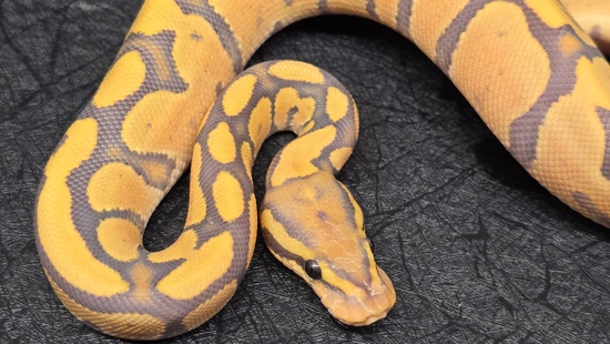Orange Dream Fire Hypo Ball Python by Project X Reptiles
