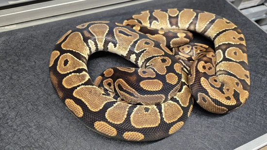 Volta Pair Ball Python by Project X Reptiles