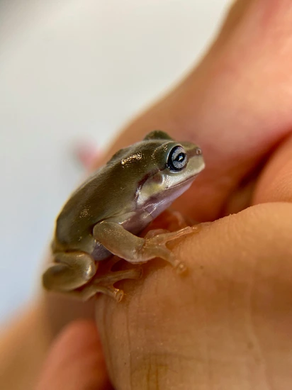 2-pack Cb Australian White's Tree Frogs (1 Snowflake, 1 Blue Eyed) by ...