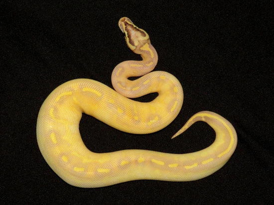 Pastel Enchi Highway Ball Python by TA.geckos